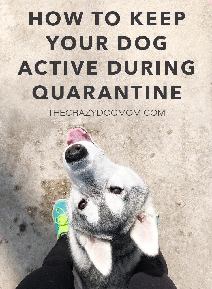 How to Keep Your Dog Active During Quarantine – The Crazy Dog Mom